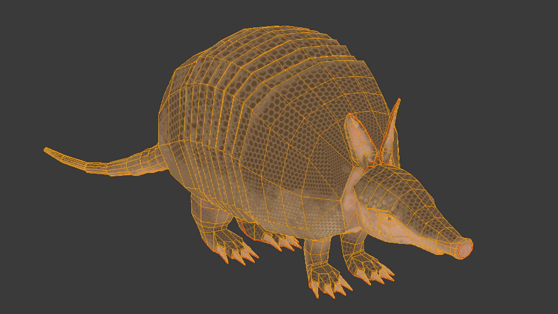 Armadillo 3D Model - TurboSquid 1210719