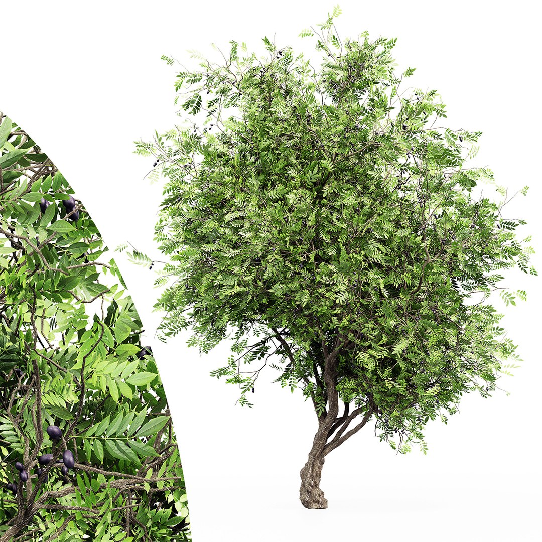 3D Model African Olive Tree - TurboSquid 2242773