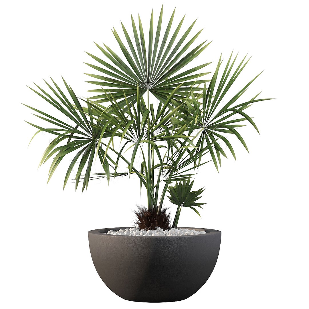 Washingtonia Filifera 3D - TurboSquid 1553163