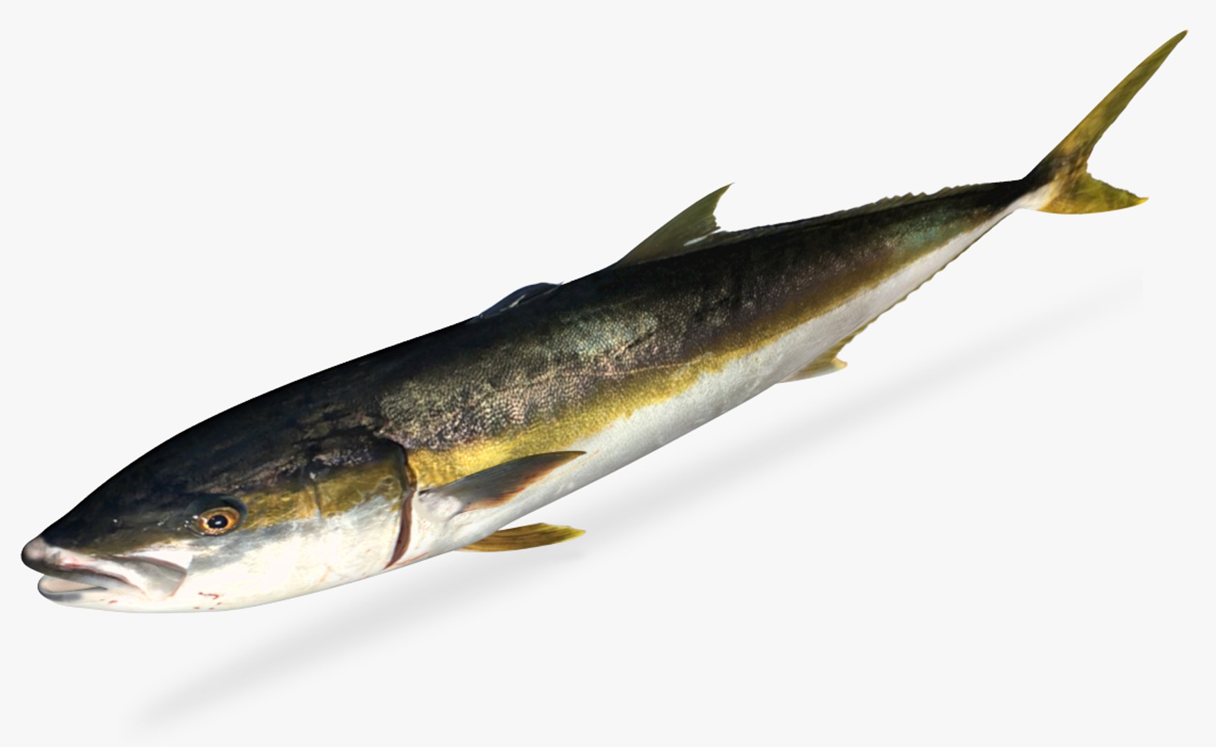 3D Model Hamachi - TurboSquid 1223108