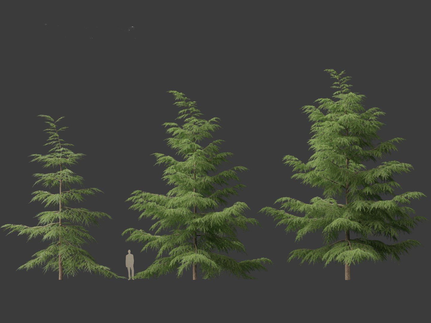 3D Cedrus Deodara - Deodar Cedar 02 - TurboSquid 2131230