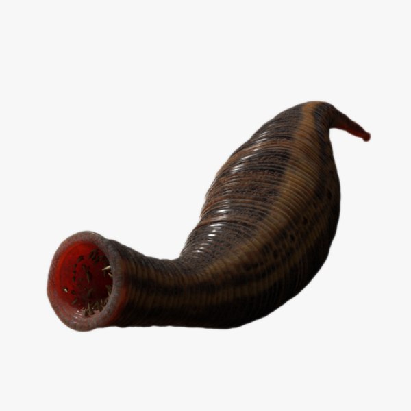 Leech 3D Models for Download | TurboSquid
