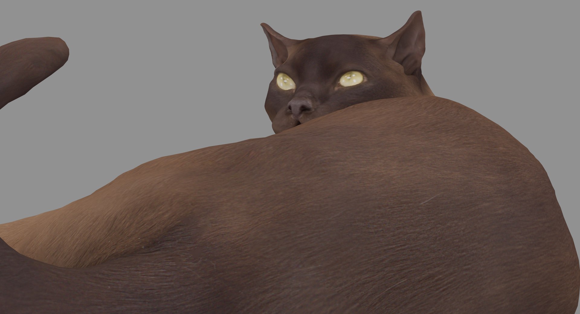 3D Cat Abyssinian Model - TurboSquid 1365971