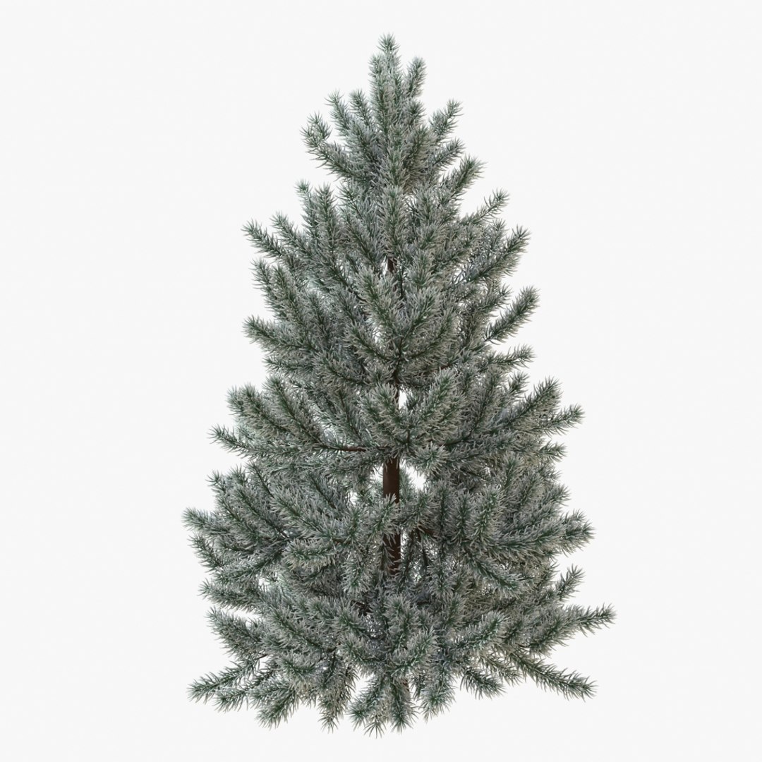 Snow Fir Tree 3d Model