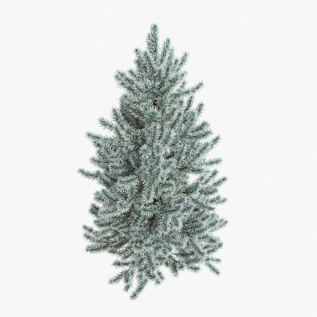 Snow Fir Tree 3d Model
