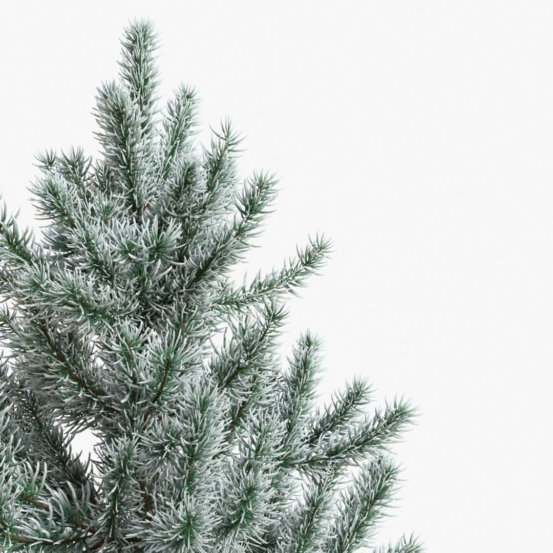 Snow Fir Tree 3d Model
