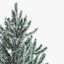 Snow Fir Tree 3d Model