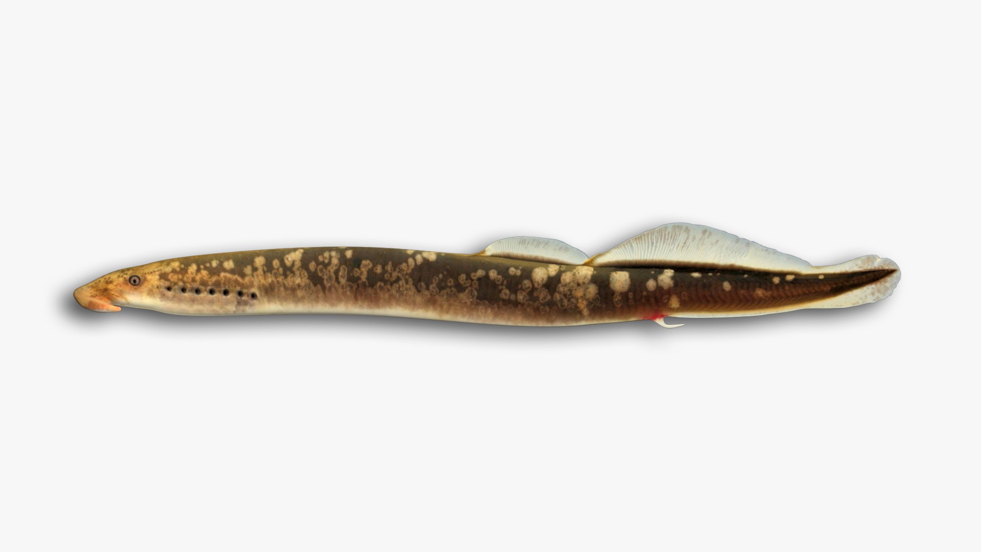 3D Model Eel And Lamprey Collection - TurboSquid 1811852