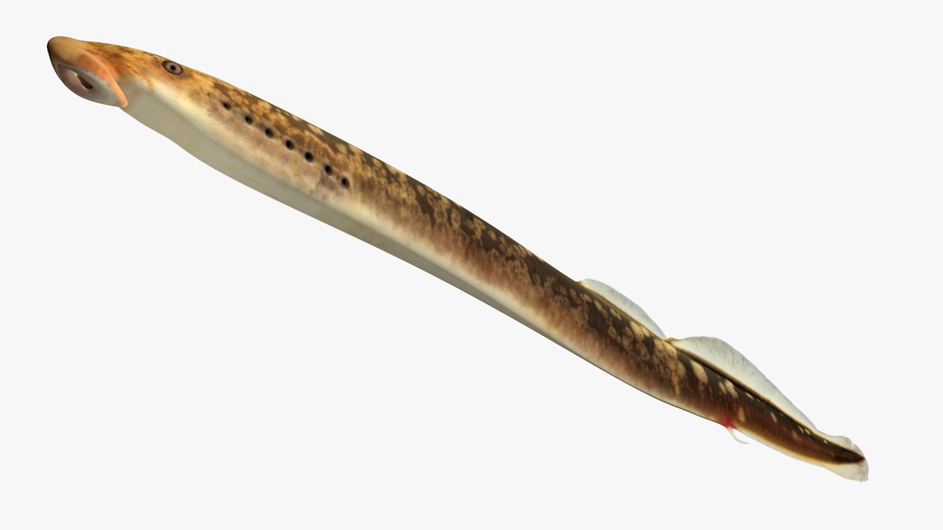 3D Model Eel And Lamprey Collection - TurboSquid 1811852