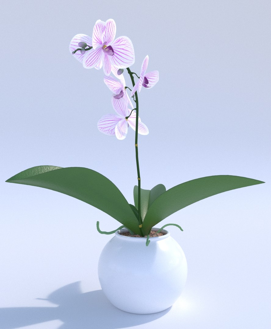 3D Orchid Flower - TurboSquid 1305506