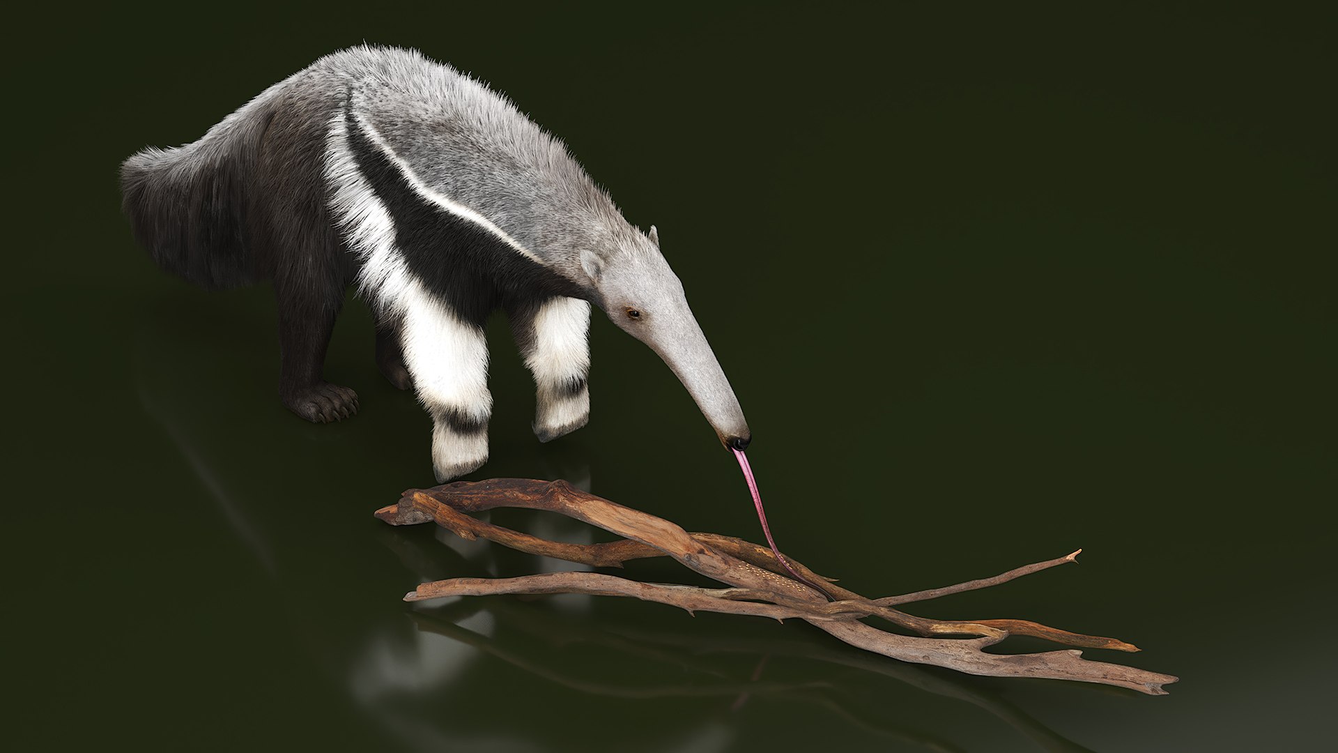 Anteater Eats Termites From Branches Fur 3D - TurboSquid 2337751