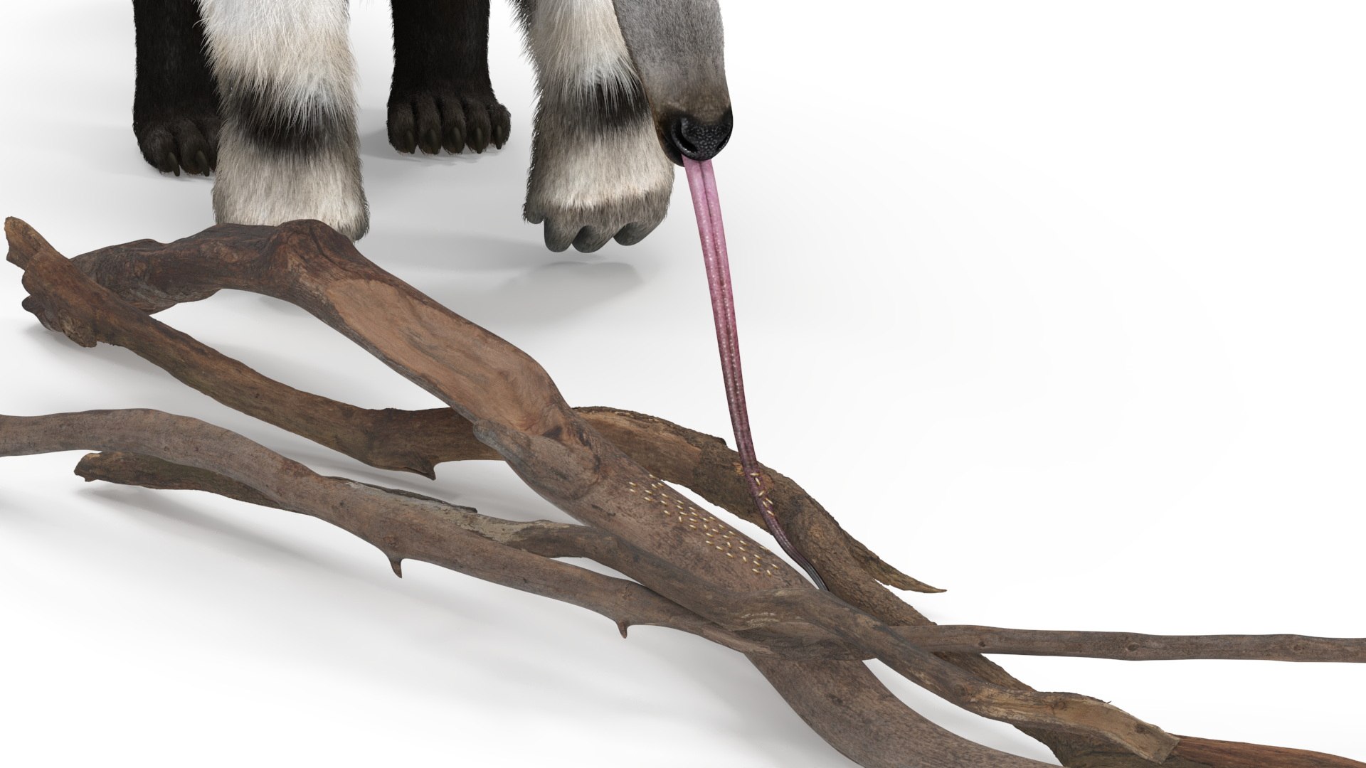 Anteater Eats Termites From Branches Fur 3D - TurboSquid 2337751