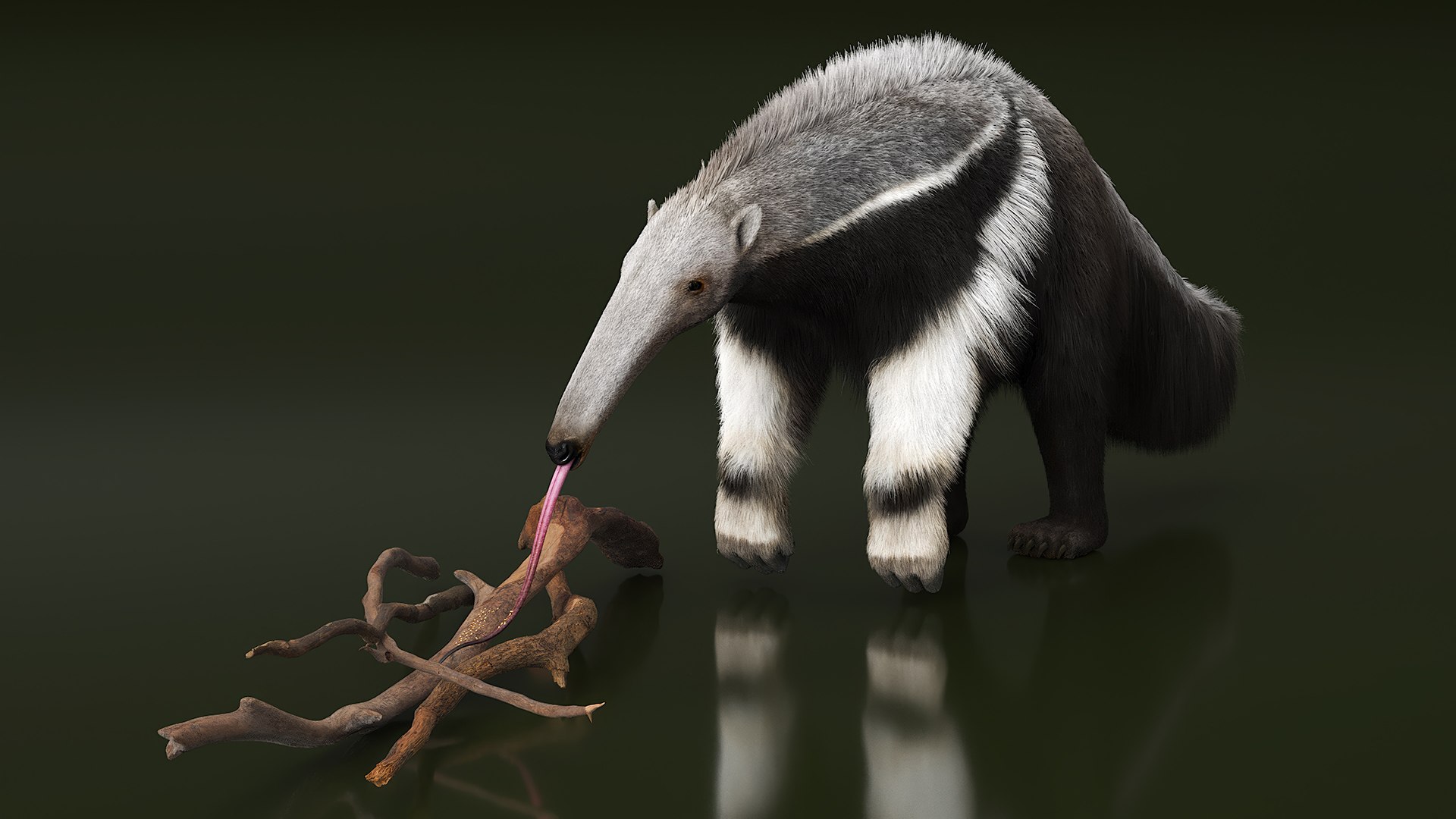 Anteater Eats Termites From Branches Fur 3D - TurboSquid 2337751