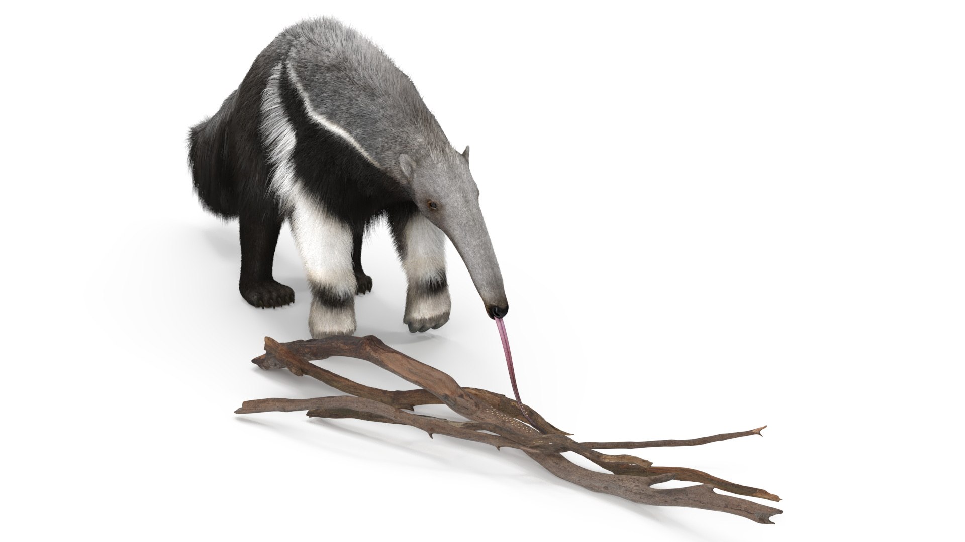Anteater Eats Termites From Branches Fur 3D - TurboSquid 2337751