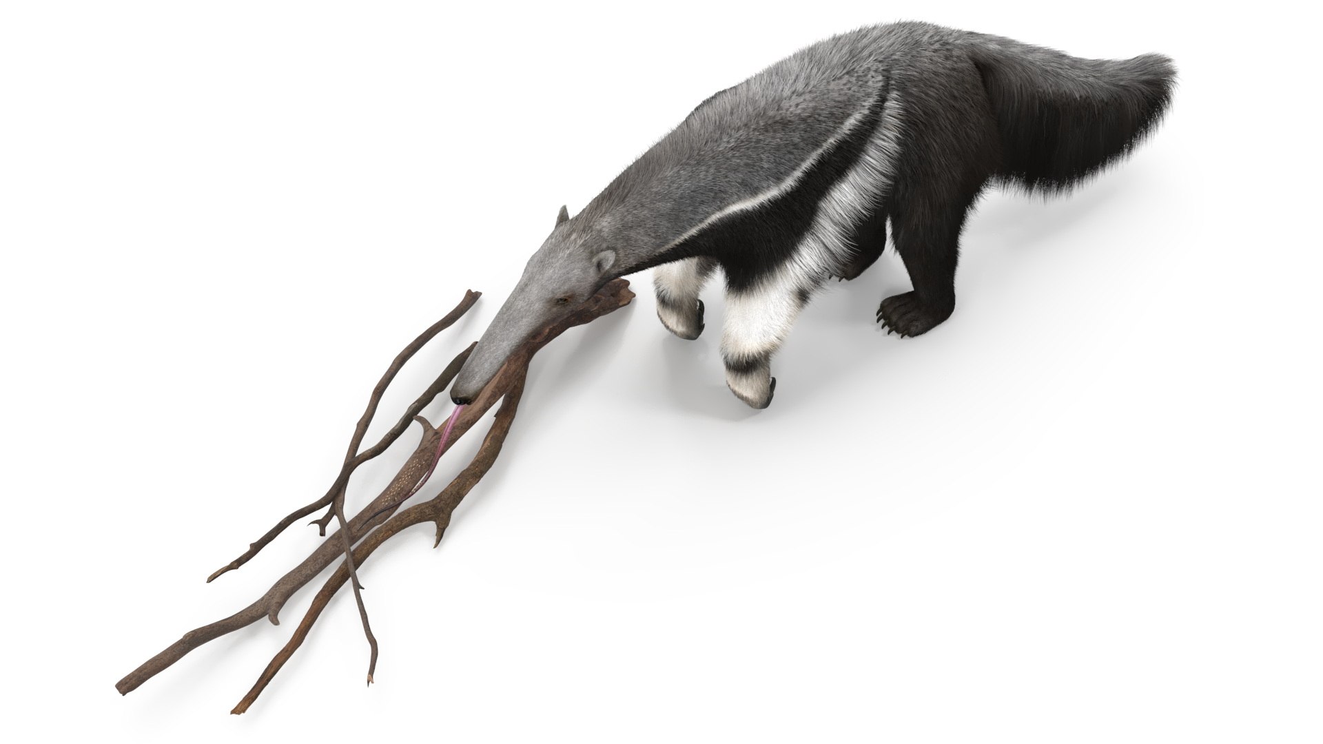 Anteater Eats Termites From Branches Fur 3D - TurboSquid 2337751