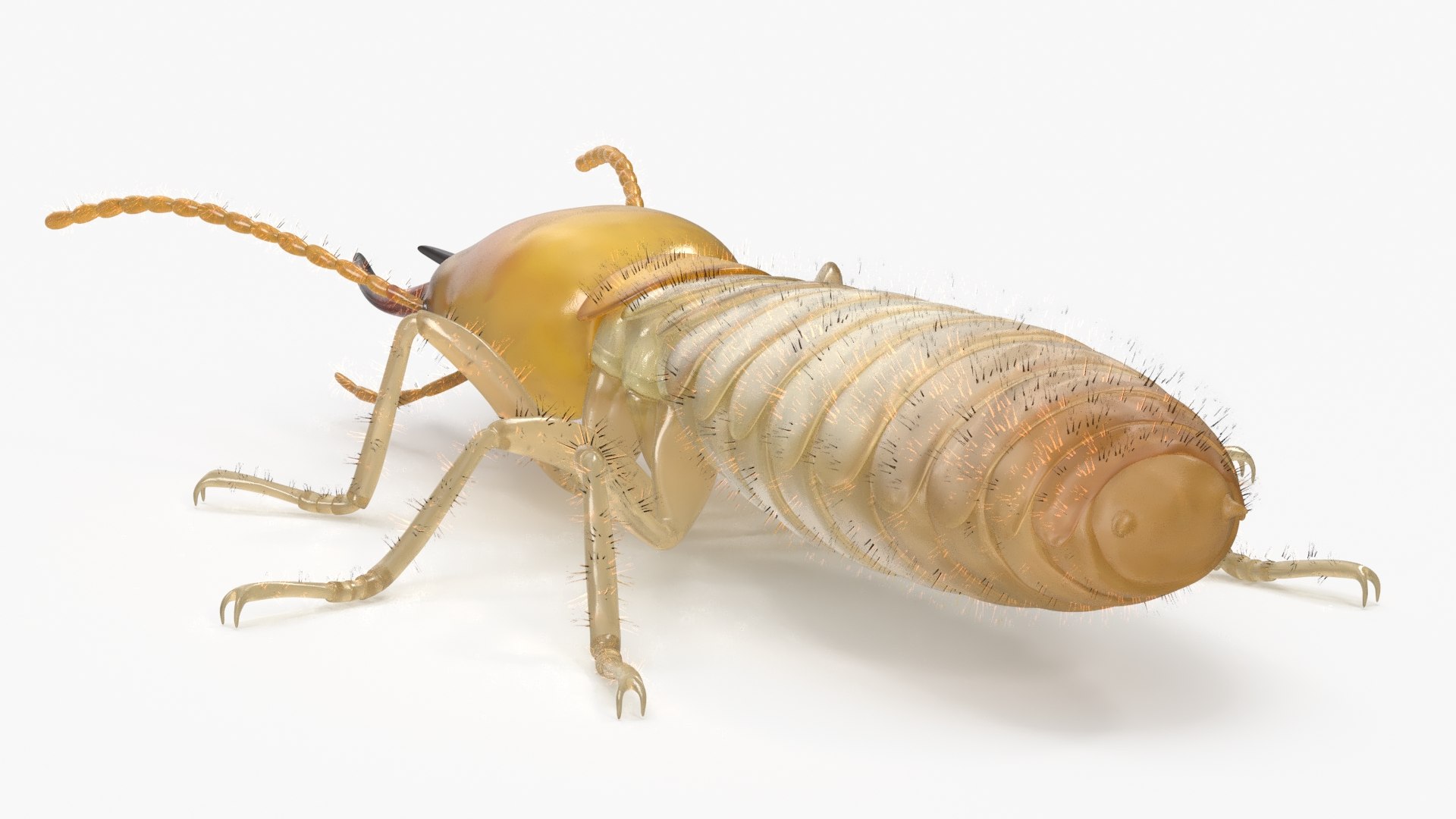 Anteater Eats Termites From Branches Fur 3D - TurboSquid 2337751