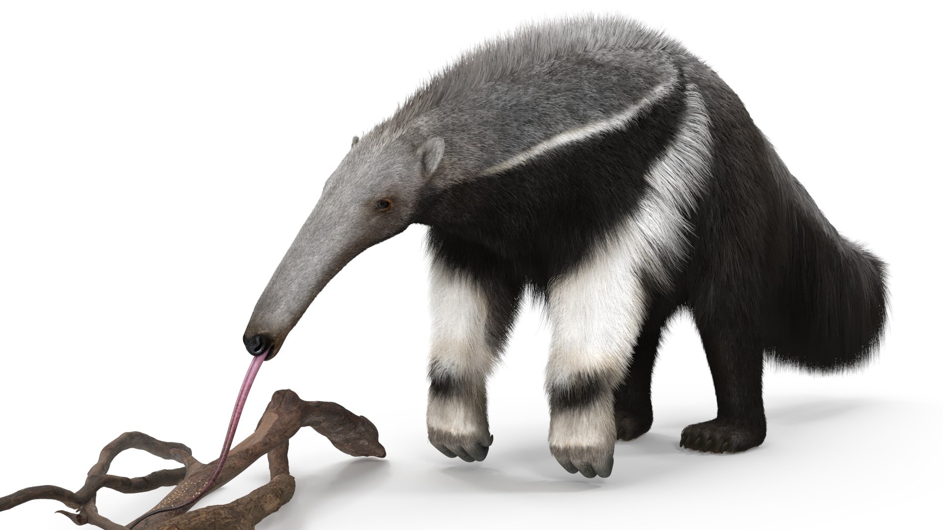 Anteater Eats Termites From Branches Fur 3D - TurboSquid 2337751