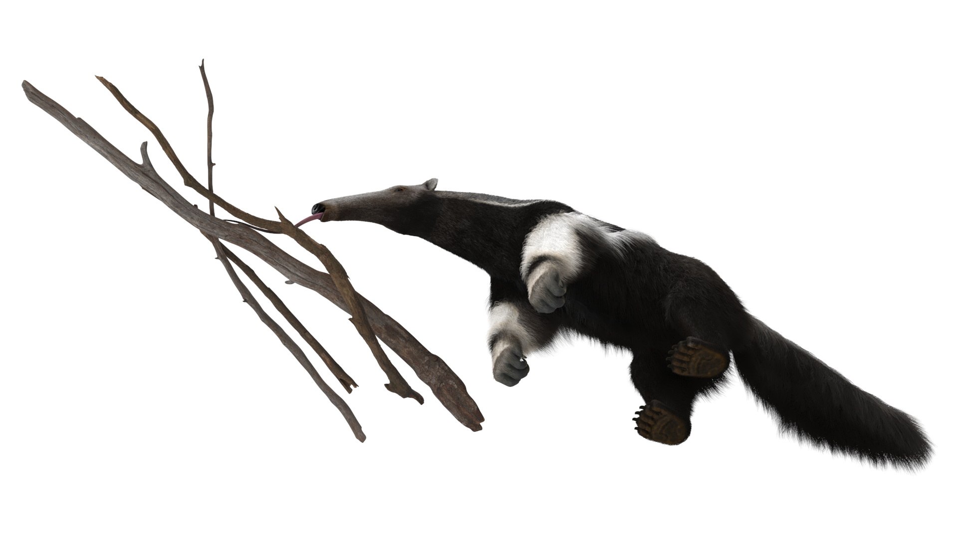 Anteater Eats Termites From Branches Fur 3D - TurboSquid 2337751
