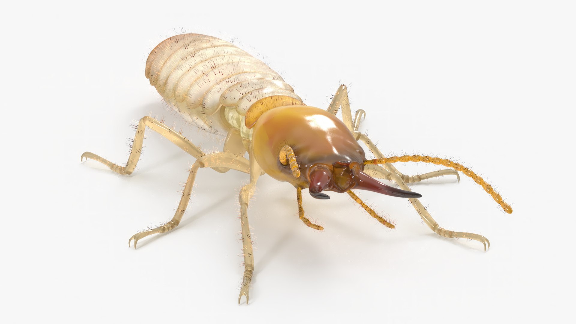 Anteater Eats Termites From Branches Fur 3D - TurboSquid 2337751