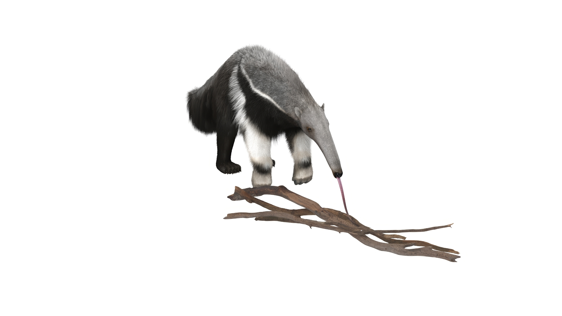 Anteater Eats Termites From Branches Fur 3D - TurboSquid 2337751