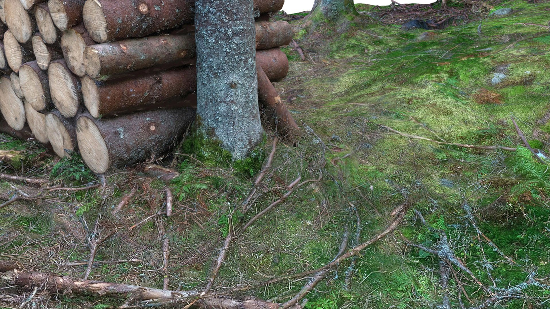 Forest Camping Scan Pack 3D Model - TurboSquid 1597275