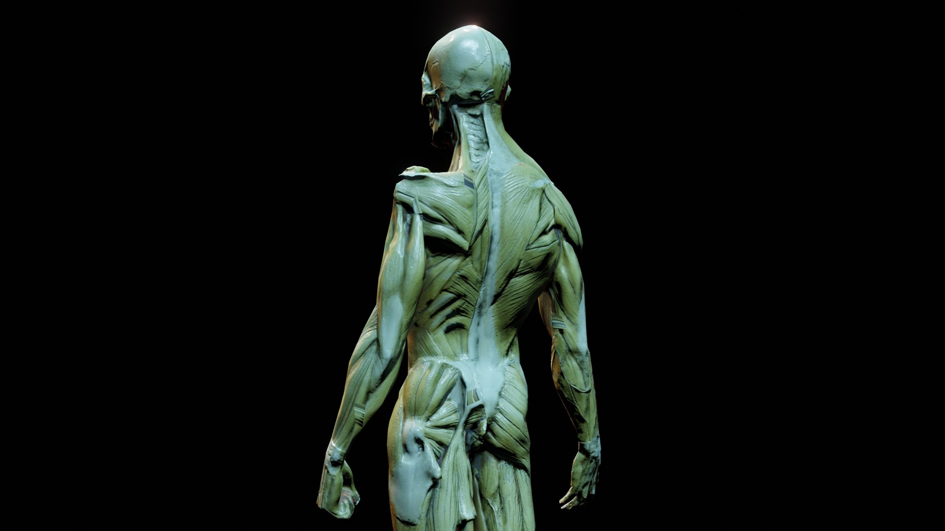 Man Anatomy 3D Model - TurboSquid 1826425