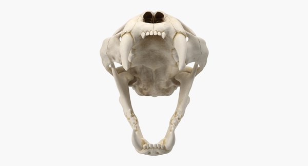 Bengal tiger skull 3D - TurboSquid 1285547