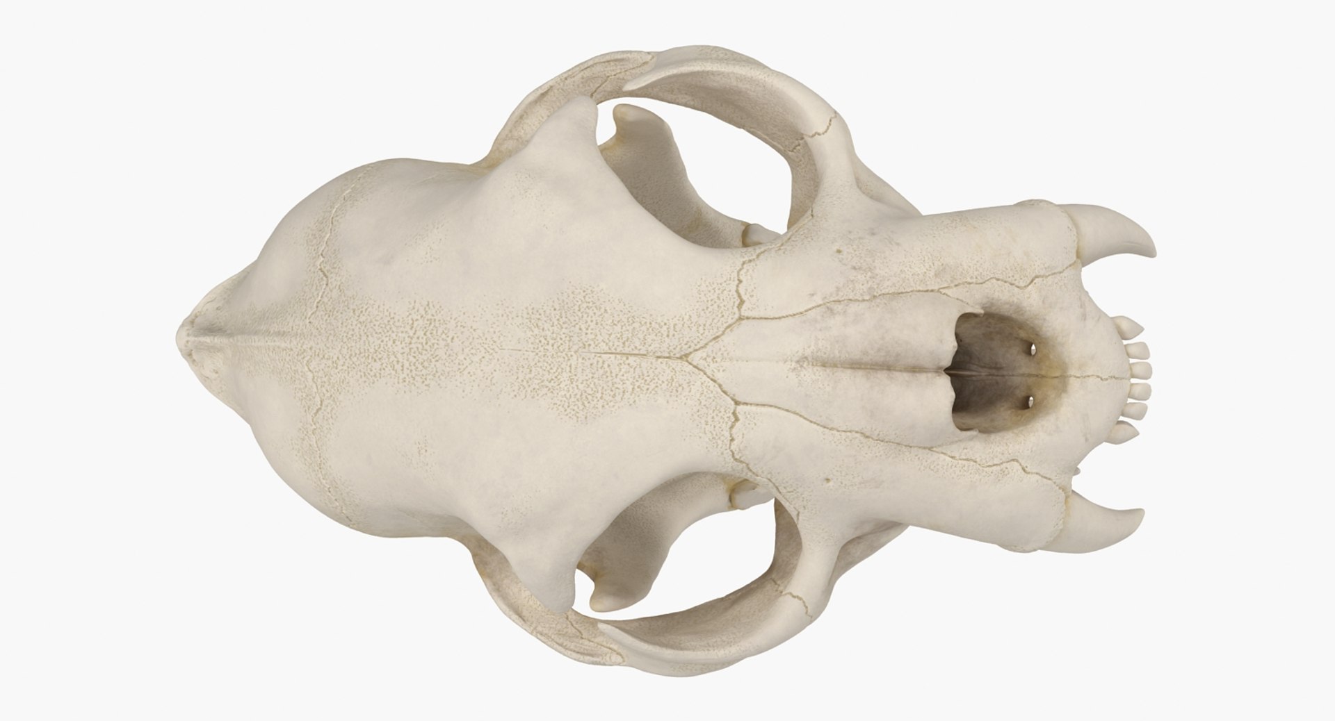 Bengal Tiger Skull 3D - TurboSquid 1285547
