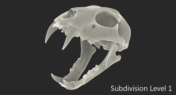 Bengal tiger skull 3D - TurboSquid 1285547
