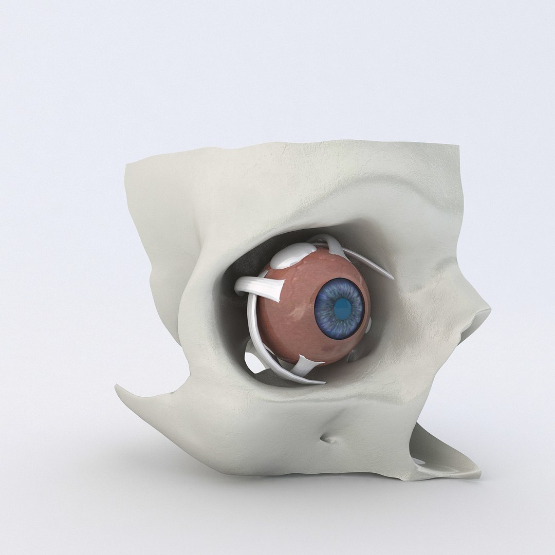 eyeball realistic 3d model