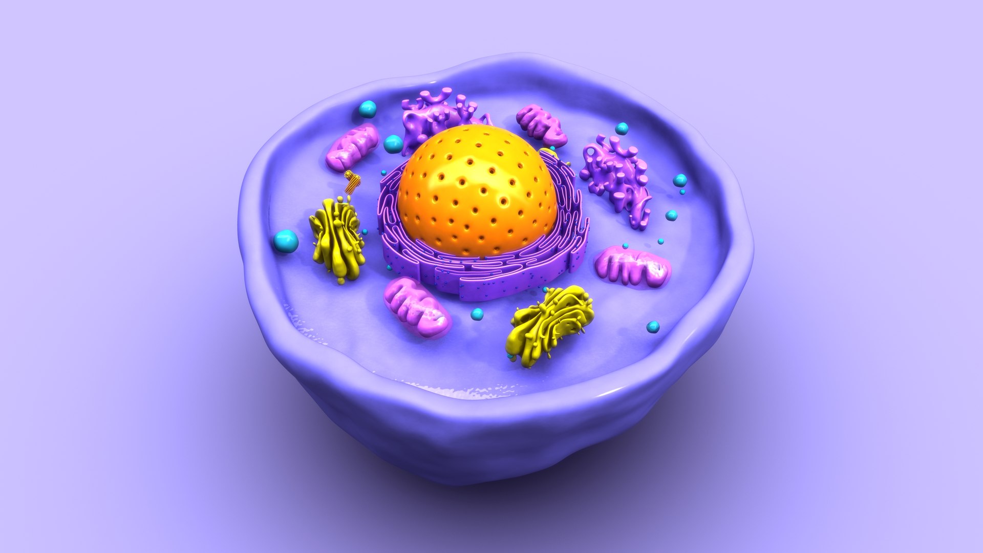 3D Animal Cell Cross Section Model - TurboSquid 2184668