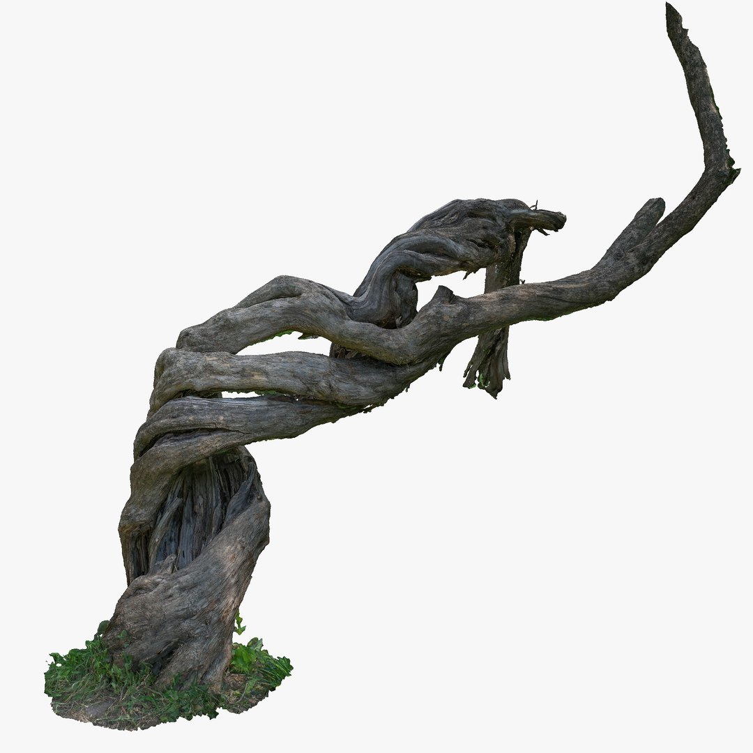 twisted cracked tree trunk 3d model