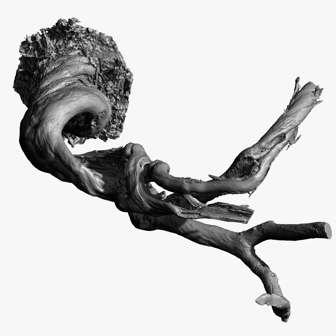 twisted cracked tree trunk 3d model
