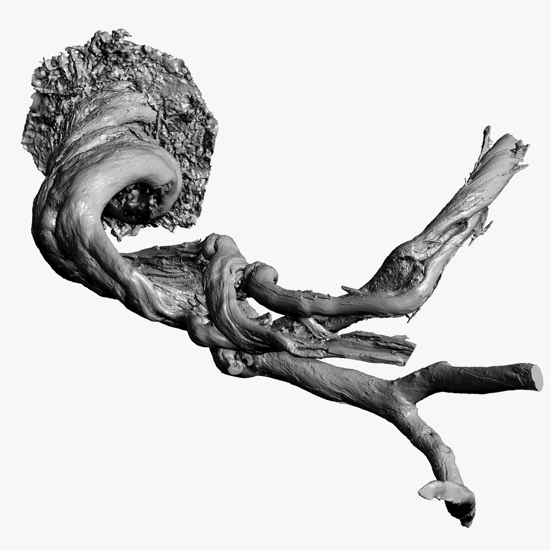 twisted cracked tree trunk 3d model