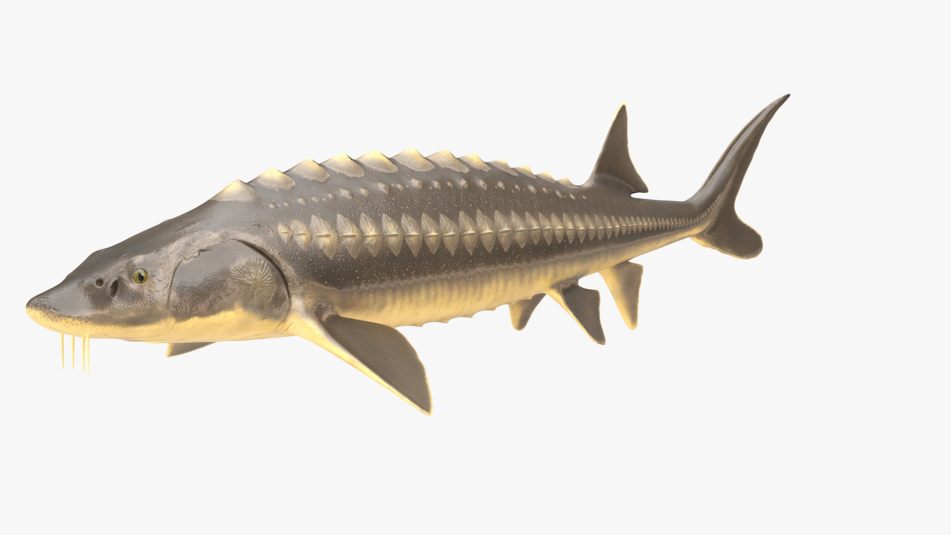 Sturgeon Fish Rigged For Cinema 4D 3D Model - TurboSquid 2467786