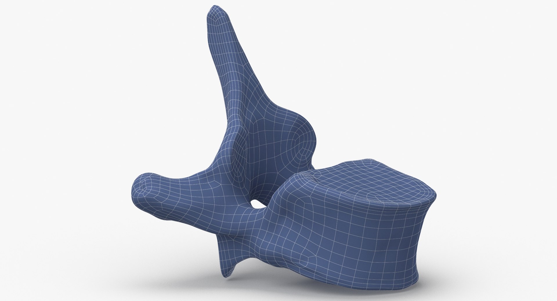 3D Thoracic Vertebrae Th1 Th12 Model - TurboSquid 1600275