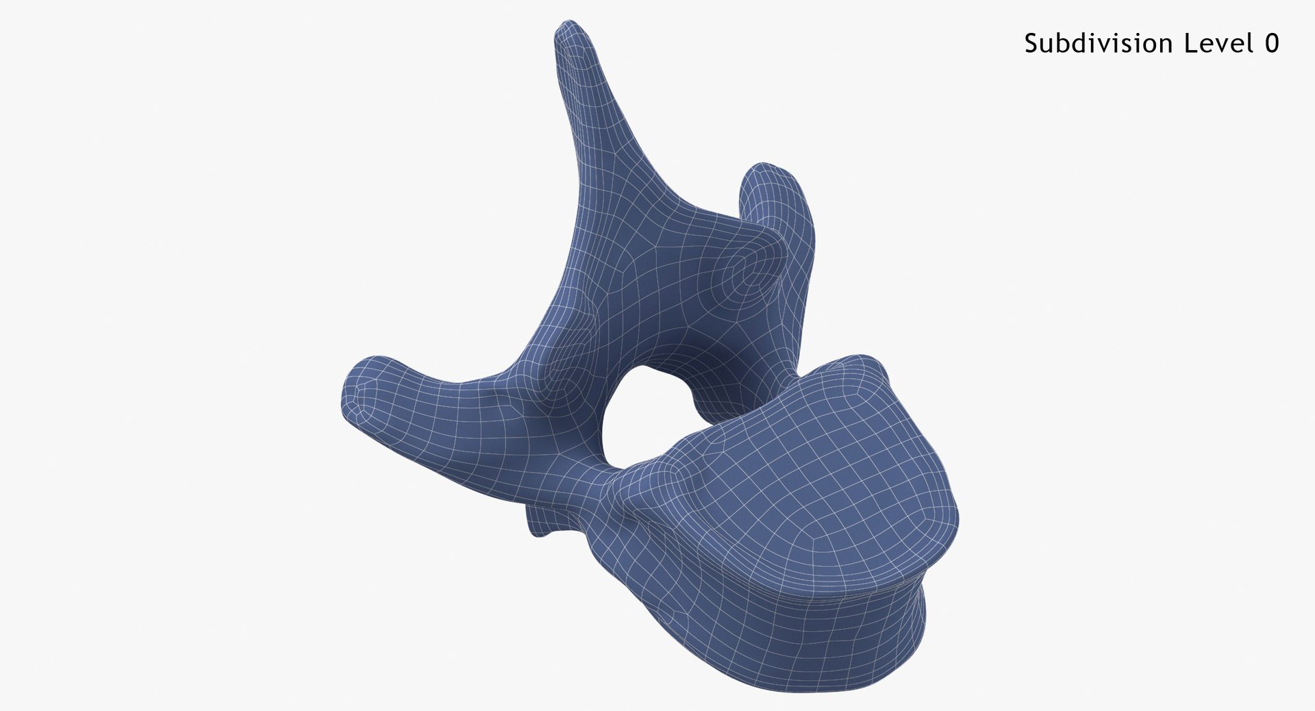 3D Thoracic Vertebrae Th1 Th12 Model - TurboSquid 1600275