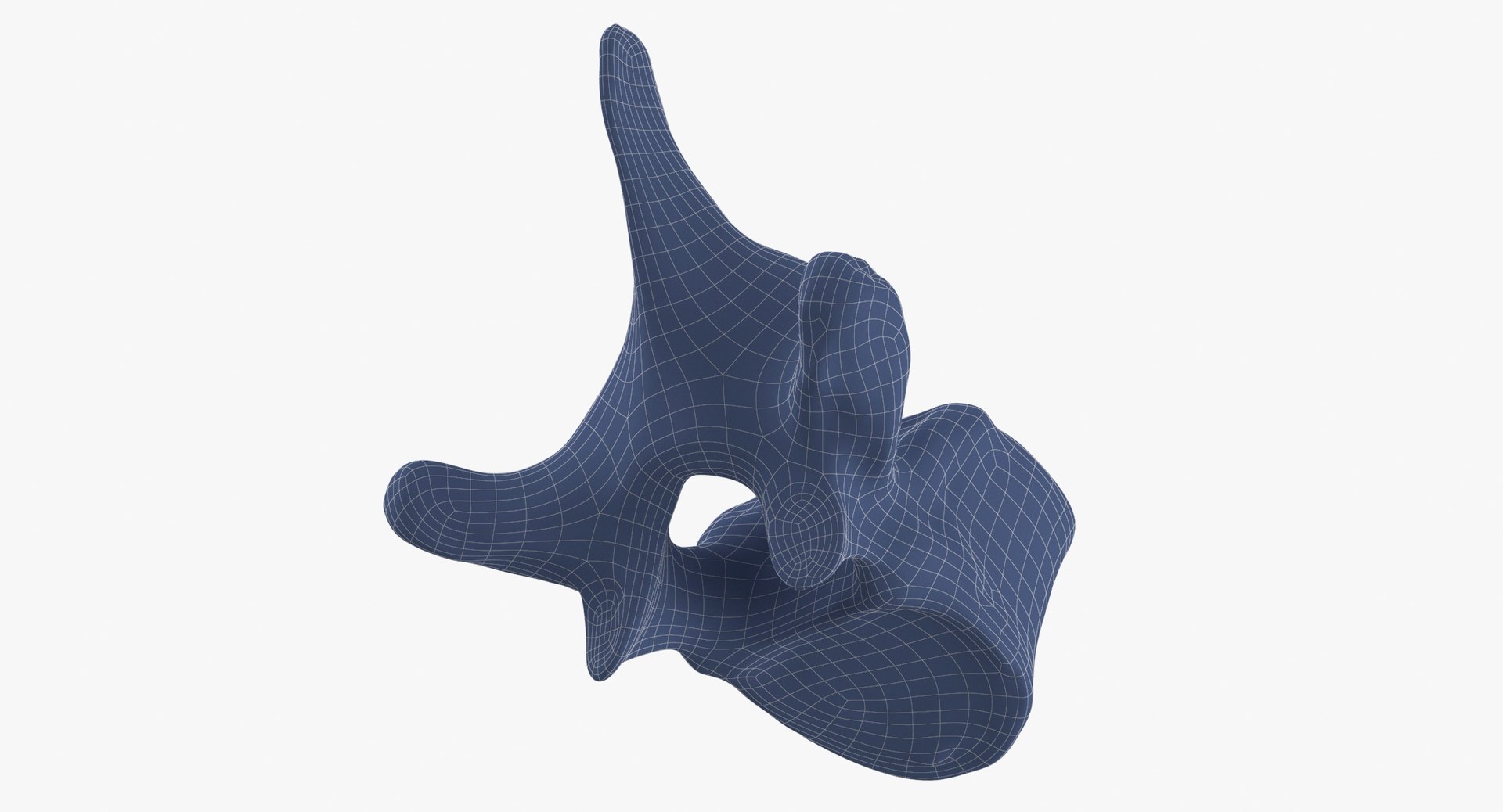 3D Thoracic Vertebrae Th1 Th12 Model - TurboSquid 1600275