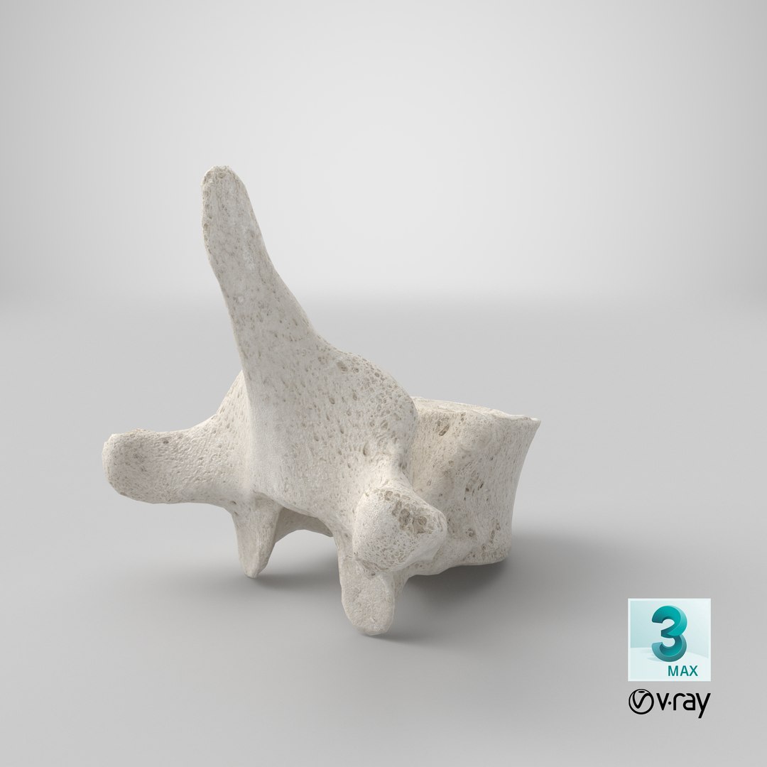 3D Thoracic Vertebrae Th1 Th12 Model - TurboSquid 1600275
