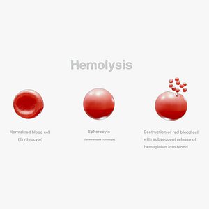 Download Free & Premium Hemolysisanatomy 3D Models | TurboSquid