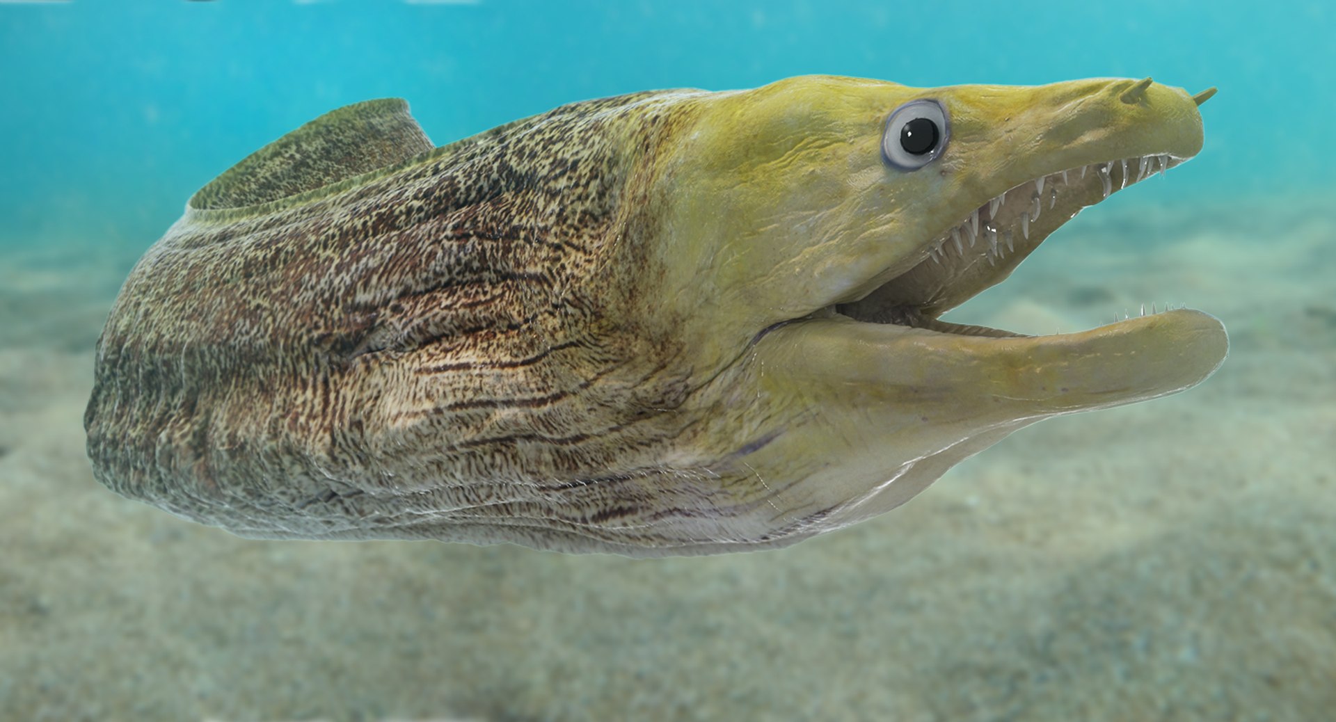 3D Moray Animation - TurboSquid 1398262