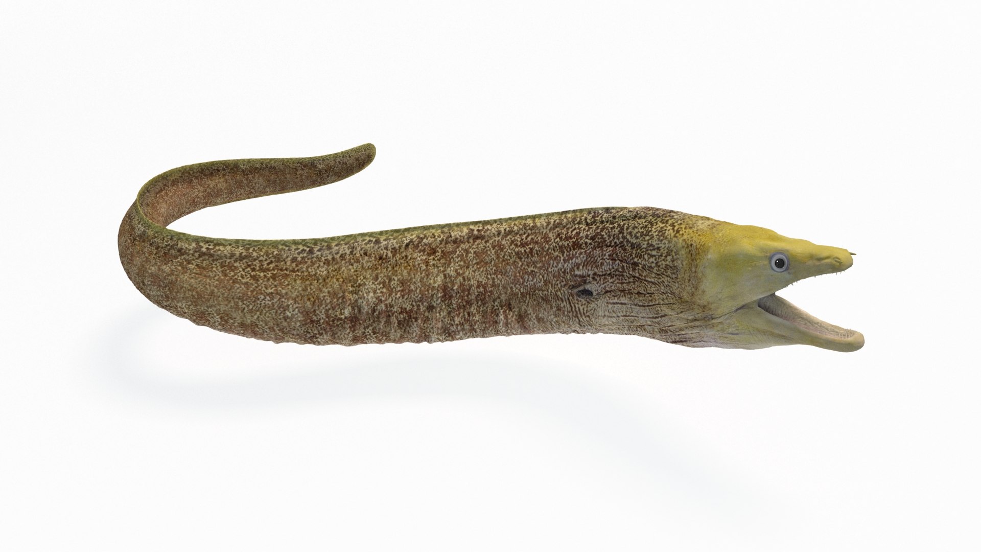 3D Moray Animation - TurboSquid 1398262