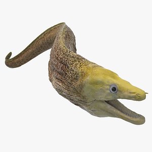 Eel 3D Models for Download | TurboSquid