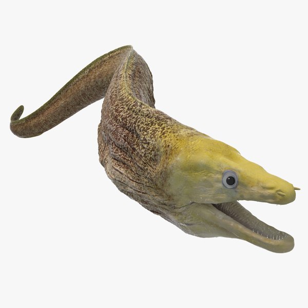 Eel 3D Models for Download | TurboSquid