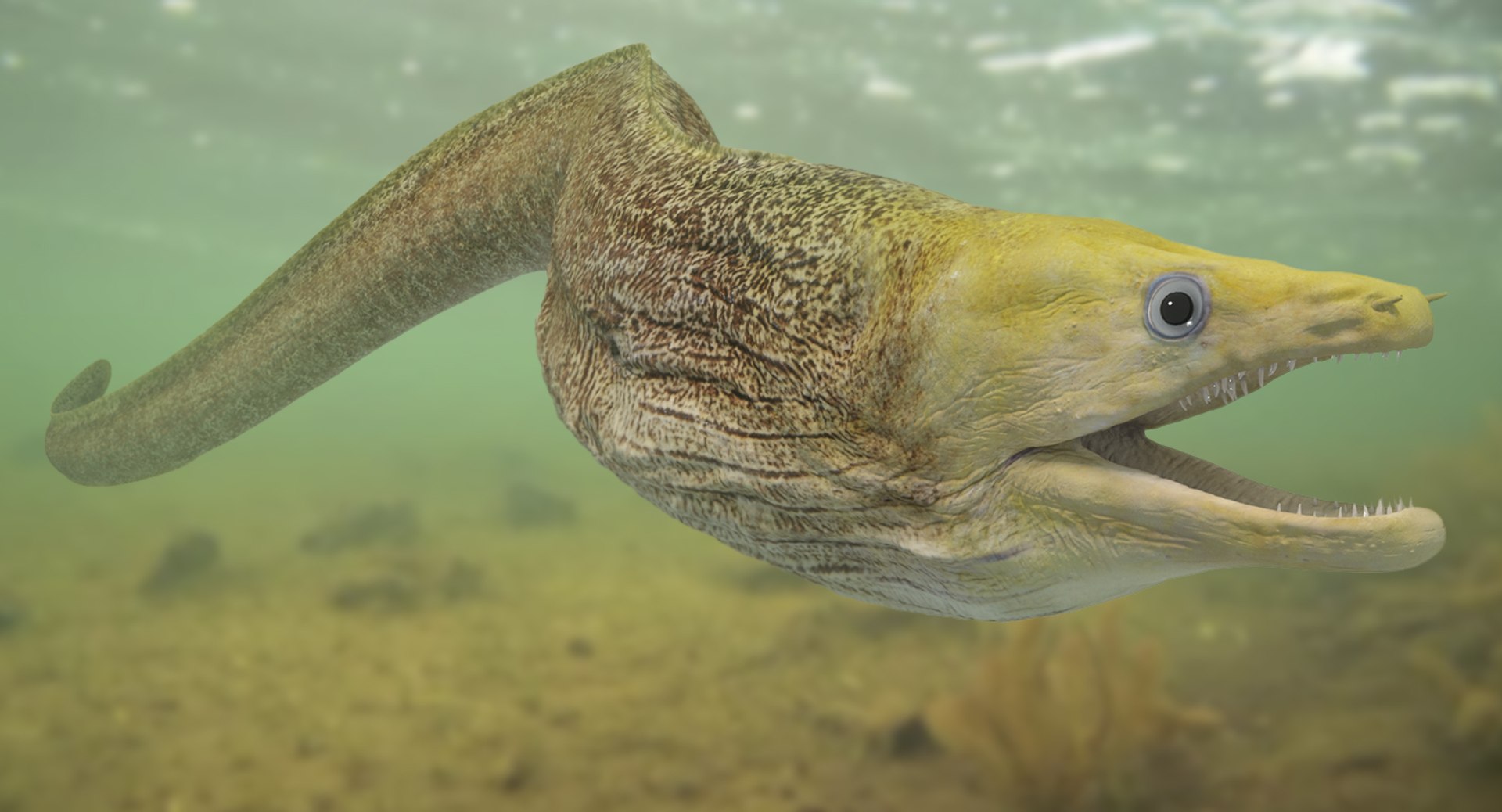 3D Moray Animation - TurboSquid 1398262