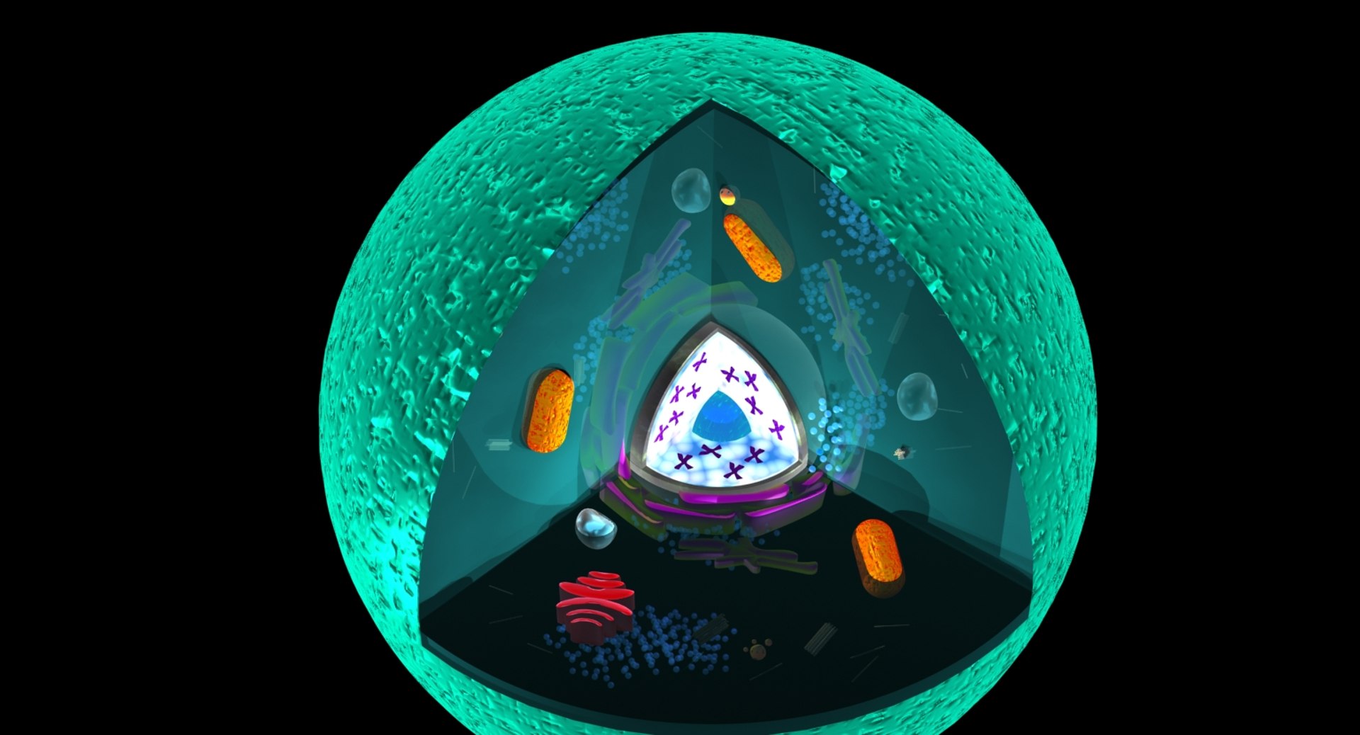 Animal Cell 3D Model - TurboSquid 506001