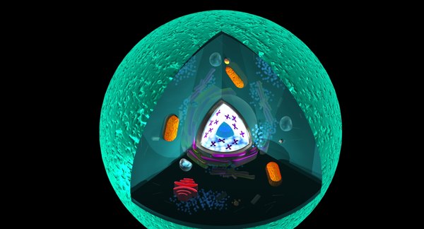 3D Animal cell biologi