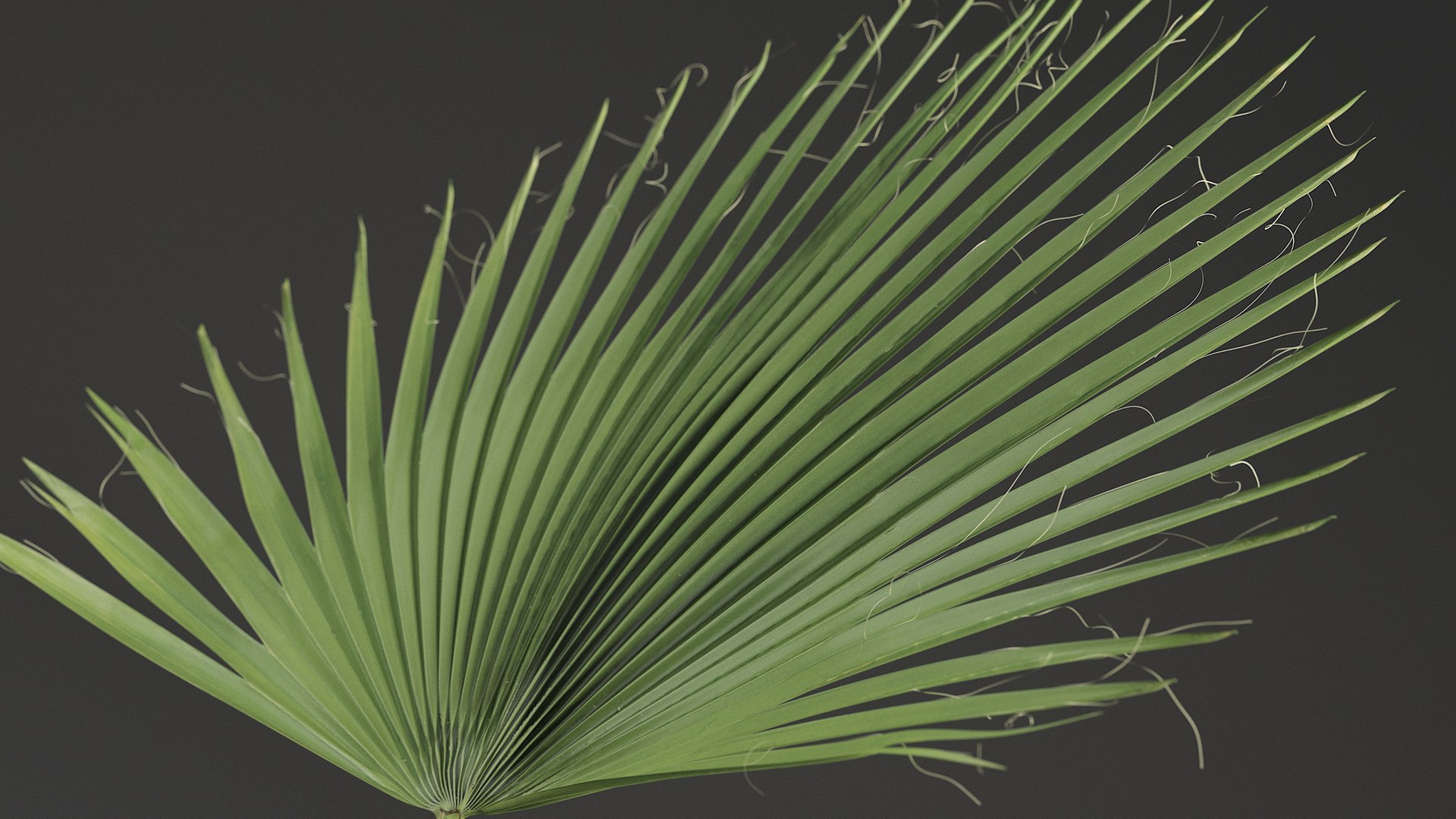 Palm Model - TurboSquid 1630566