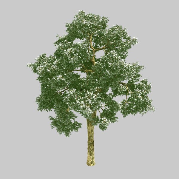 3D forest - wooden maple tree model - TurboSquid 1449197