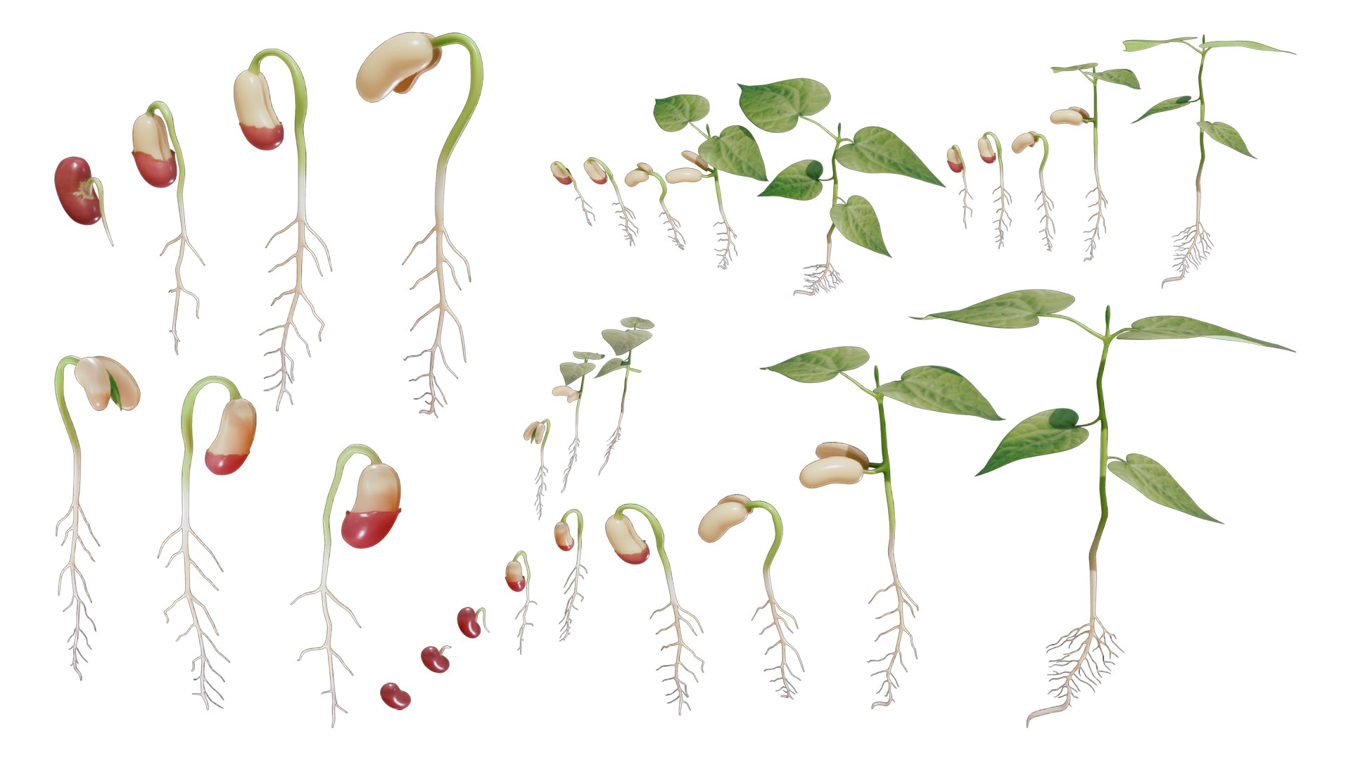 Process Of Seed Germination 3D - TurboSquid 2136839